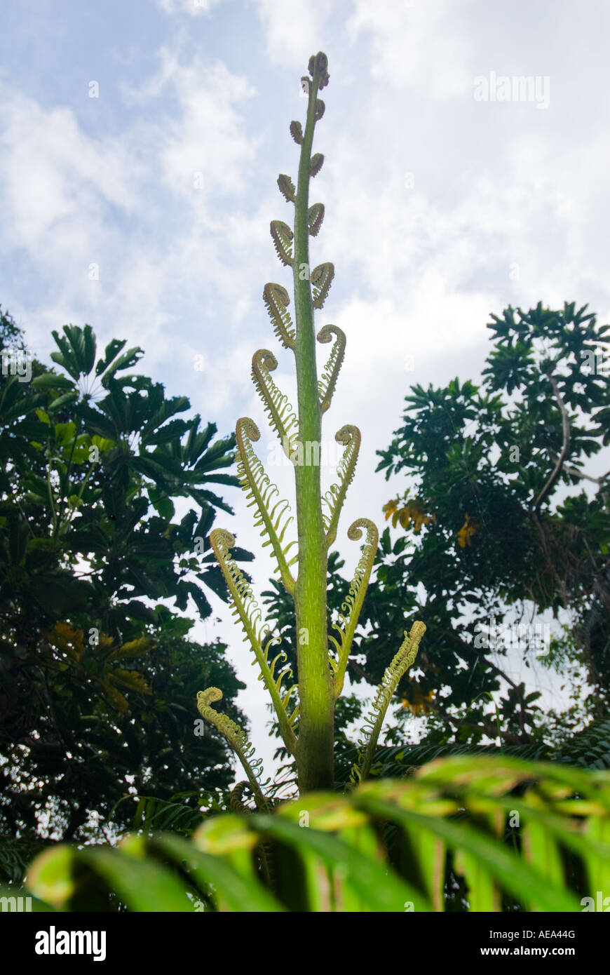 ferns fern FIJI ISLANDS South southsea sea Pacific wild wilderness ...