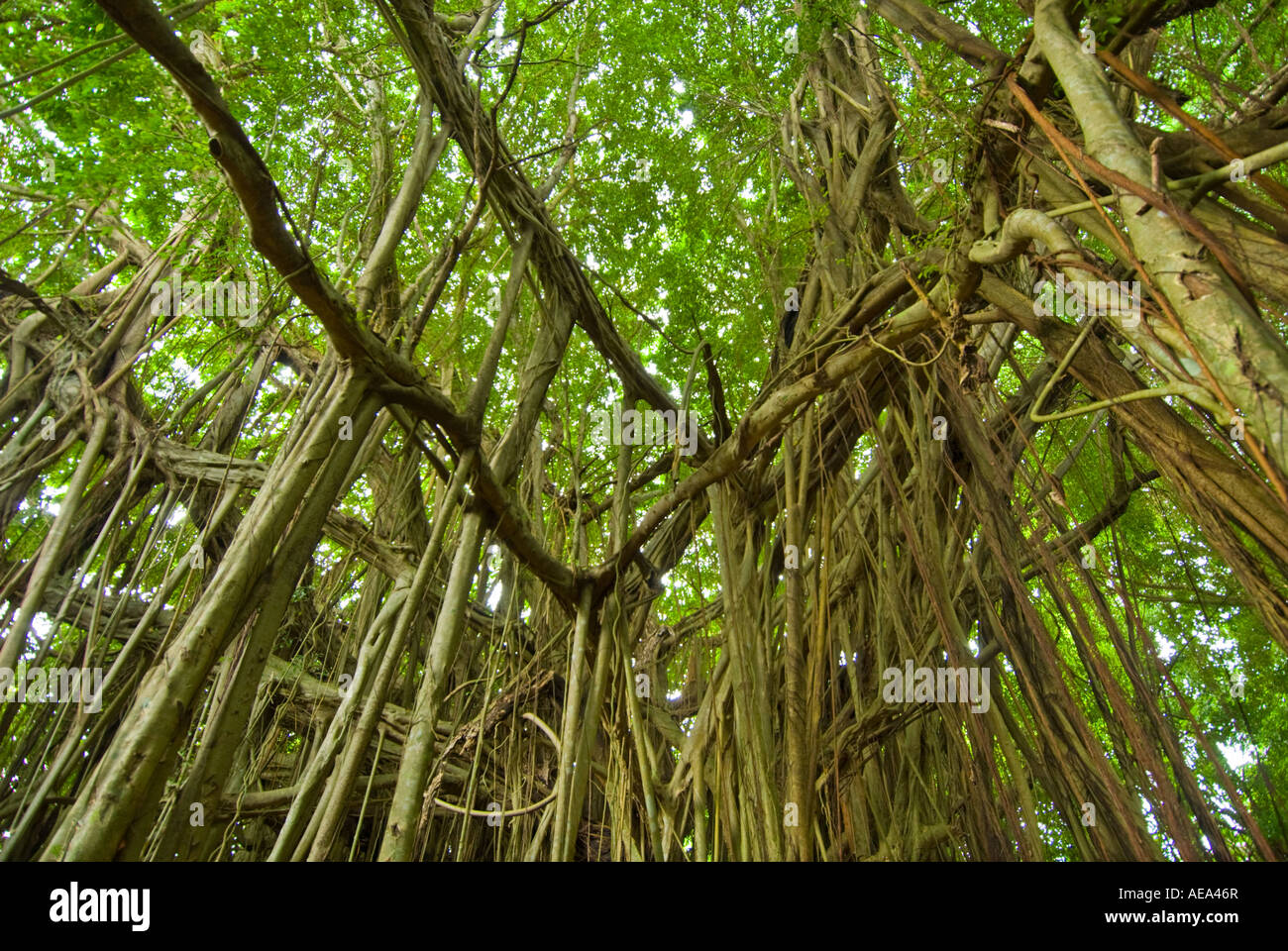 Abaca tree hi-res stock photography and images - Alamy
