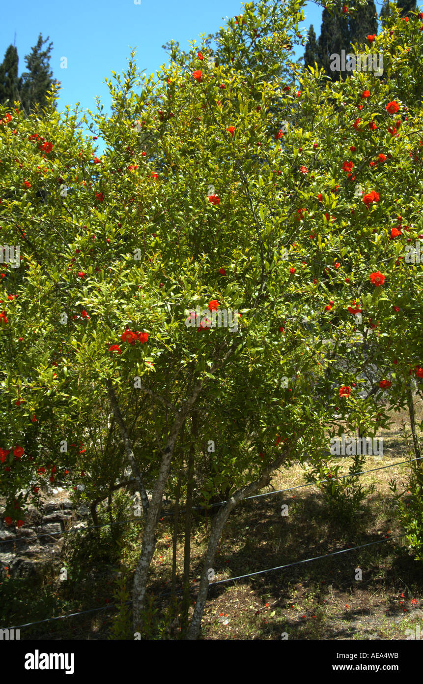 Pomegranate tree blossoms red hi-res stock photography and images - Alamy