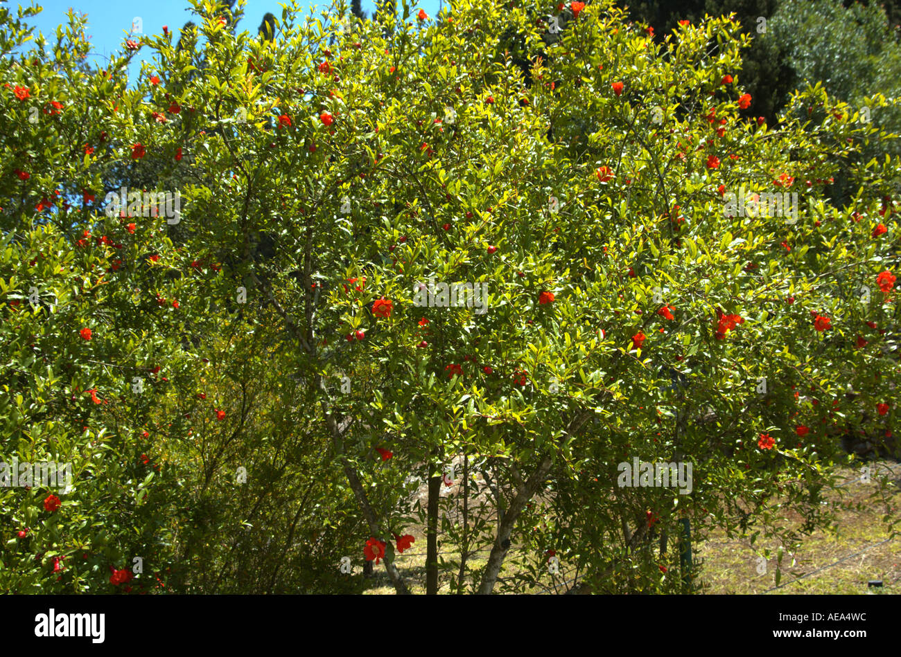 Pomegranate tree blossoms red hi-res stock photography and images - Alamy