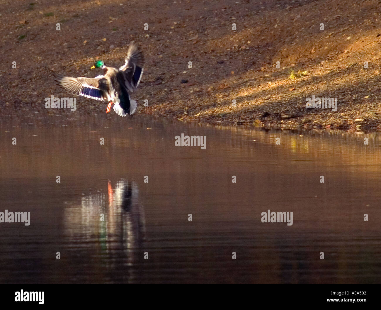 Duck landing on a pond Stock Photo - Alamy