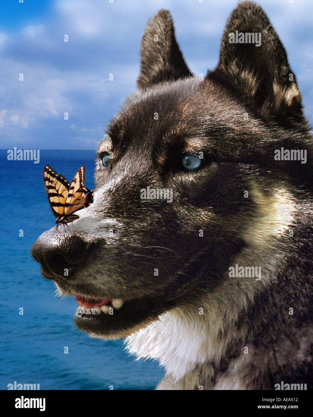Dog with Buterfly on the Nose Stock Photo - Alamy