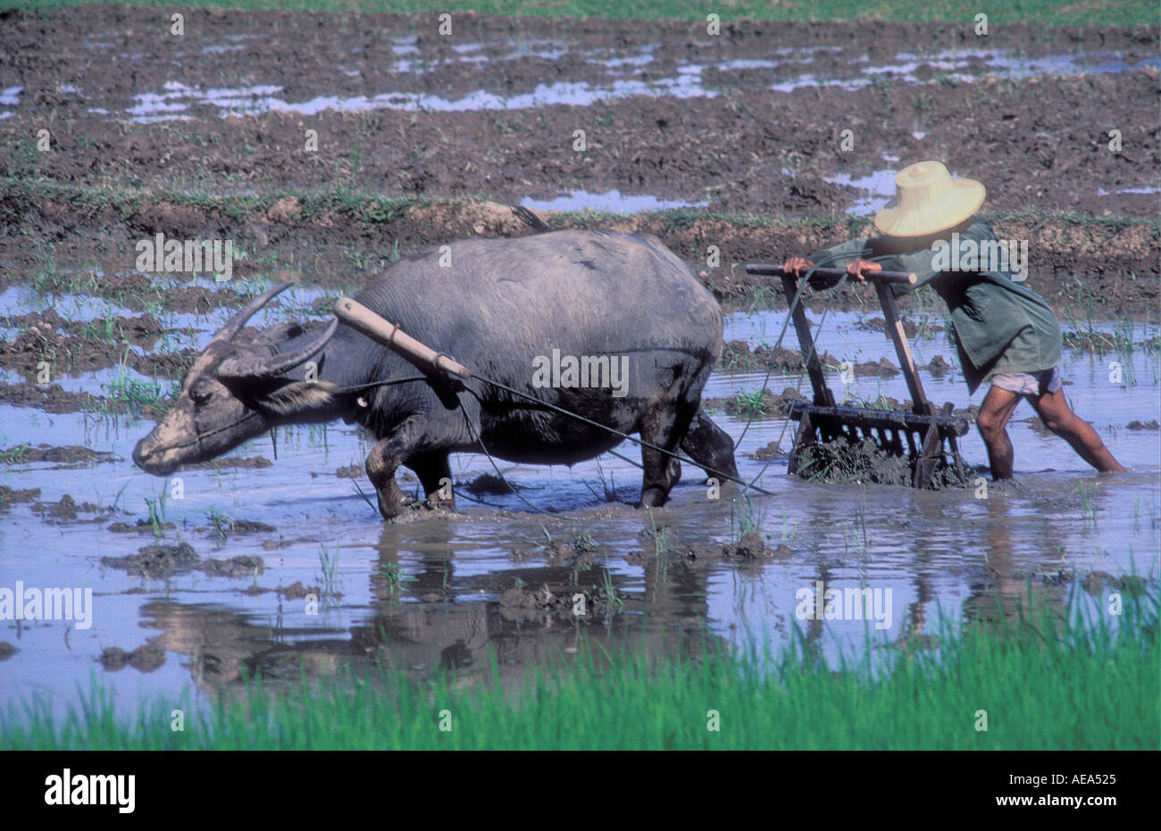 Ploughing a rice field with a water buffalo near Chiang Mai in Northern ...