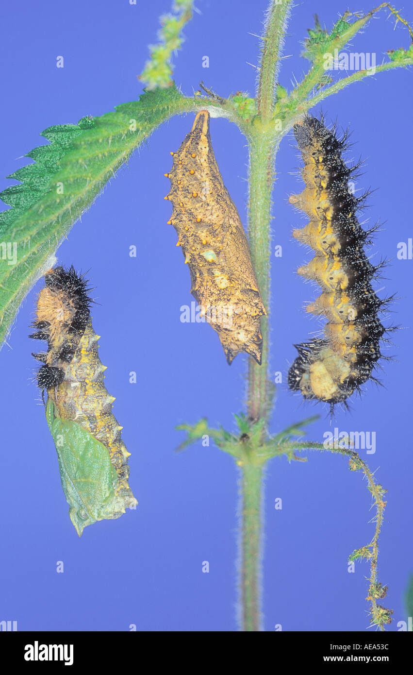 The three stages of a caterpillar changing into a chrysalis British ...