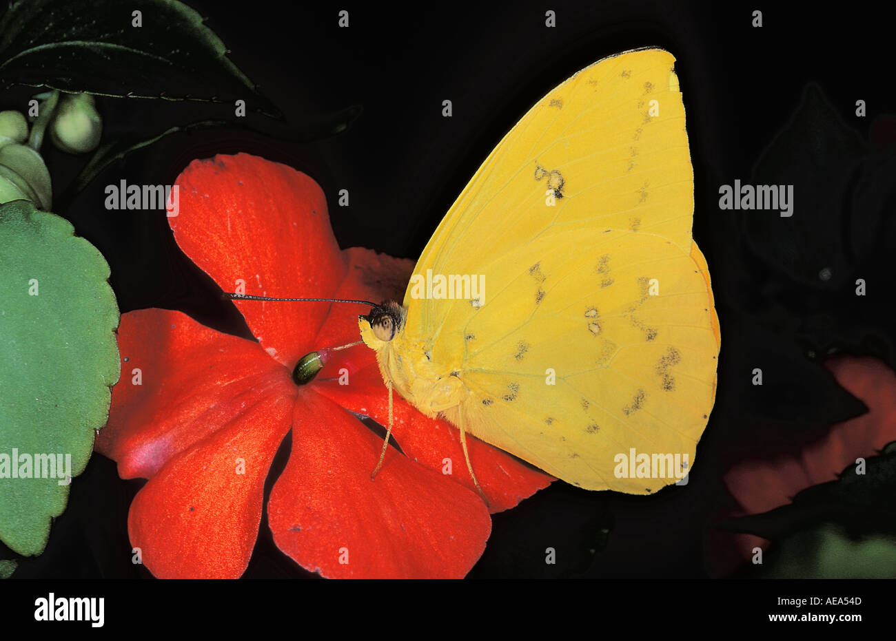 Sulphur Butterfly feeding Phoebus philea Stock Photo - Alamy