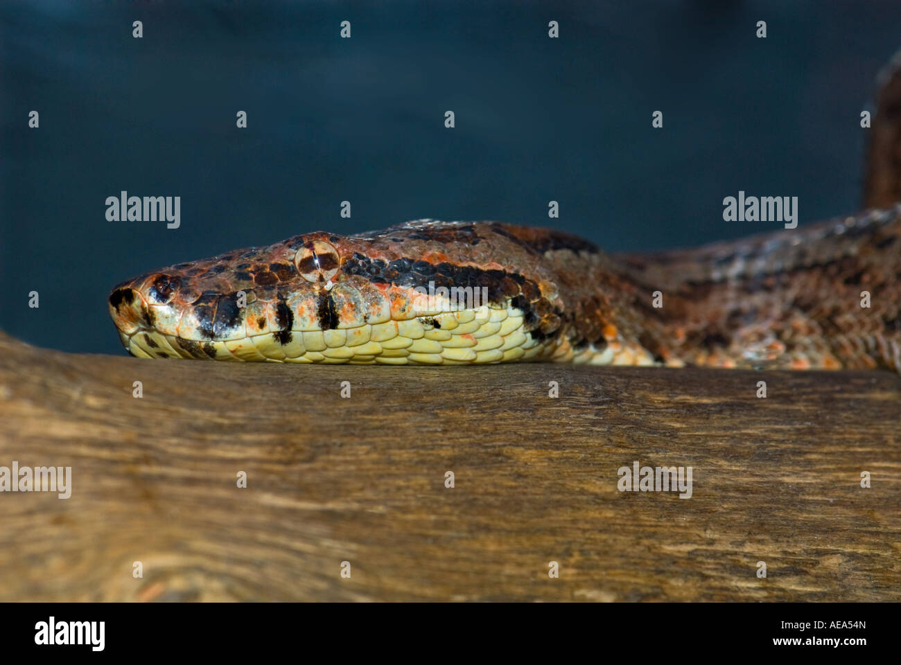 Pacific Boa Constrictor Candoia bibronii snake FIJI ISLANDS South ...