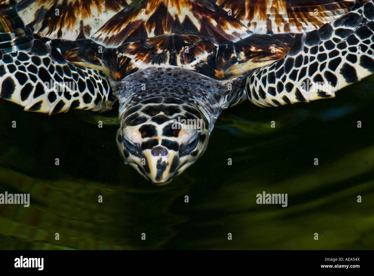 swimming CARETTA CARETTA Loggerhead Turtle head ocean water sea ...