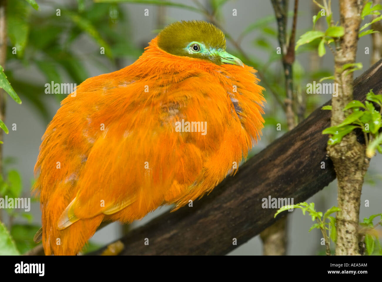Orange dove fiji hi-res stock photography and images - Alamy
