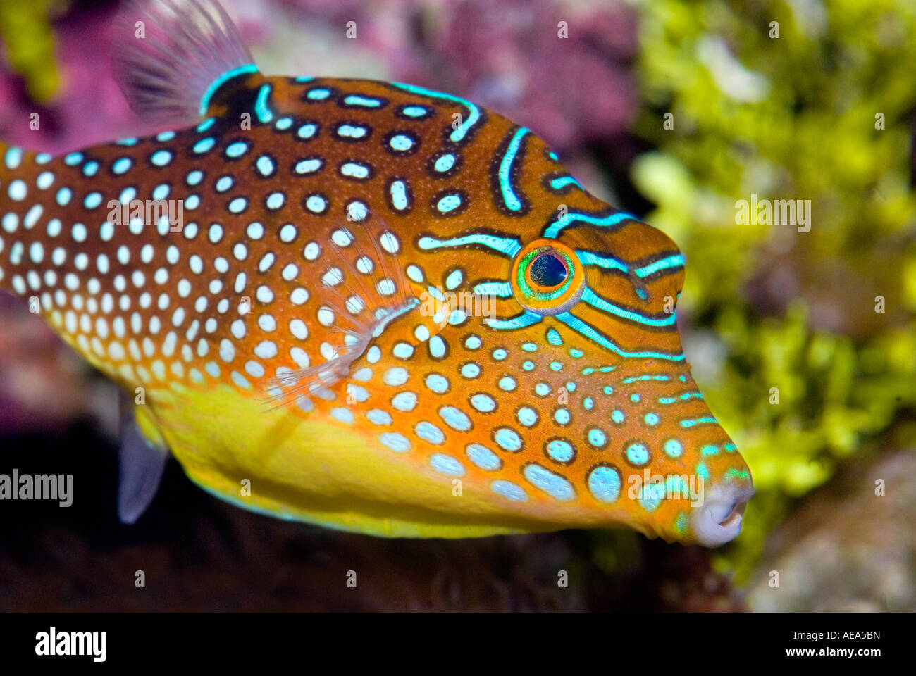 Ostraciidae boxfish FIJI ISLANDS South southsea sea Pacific ocean fish ...
