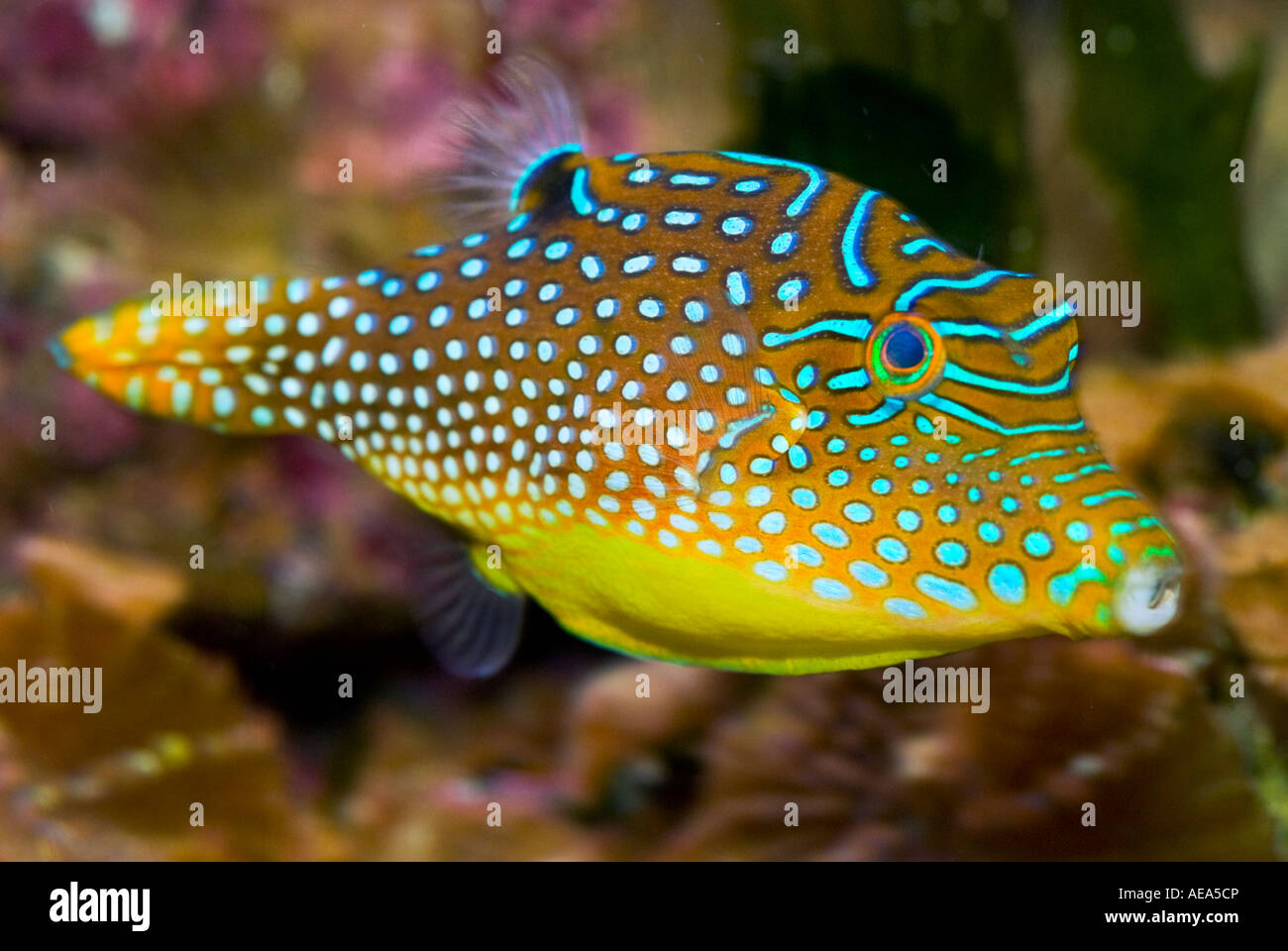 Nice coral islands hi-res stock photography and images - Alamy