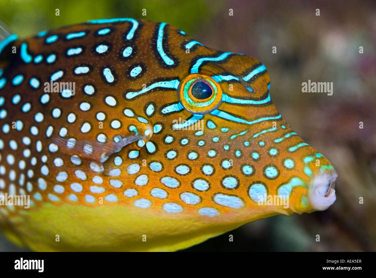 Ostraciidae boxfish FIJI ISLANDS South southsea sea Pacific ocean fish speckled mottled dot ...