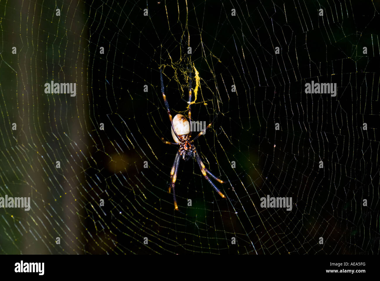 FIJI ISLAND SPIDER giant in net spidernet South southsea sea Pacific ...