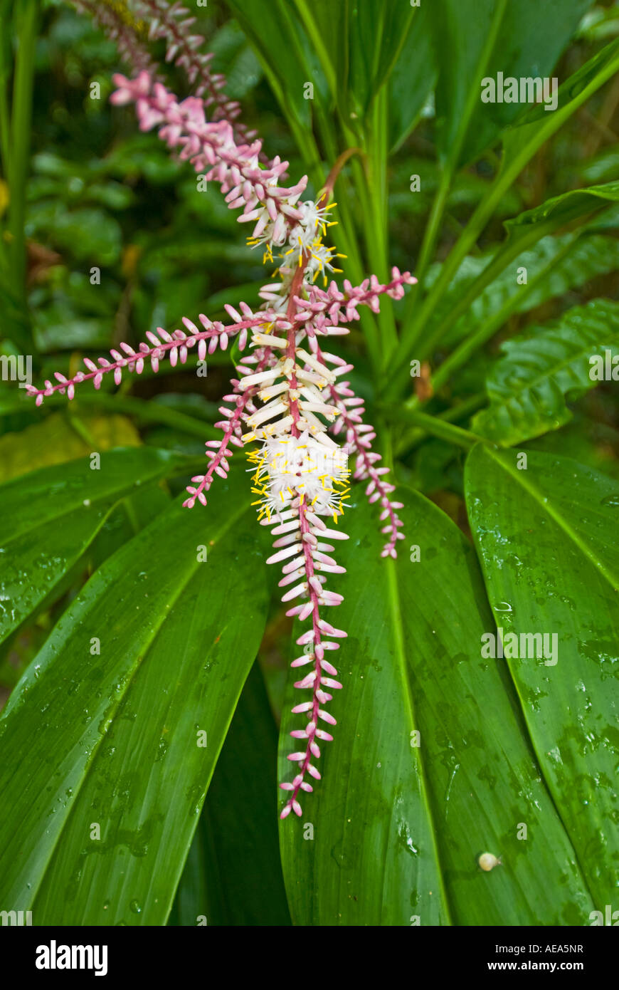 wetlands mangroves trail Samoa Upolu south coast near SAANAPU Saanapu ...