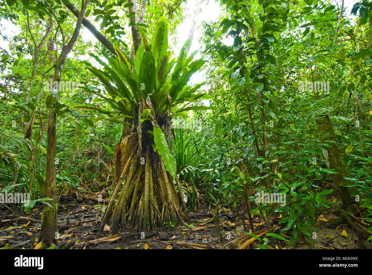 wetlands mangroves trail Samoa Upolu south coast near SAANAPU Saanapu ...