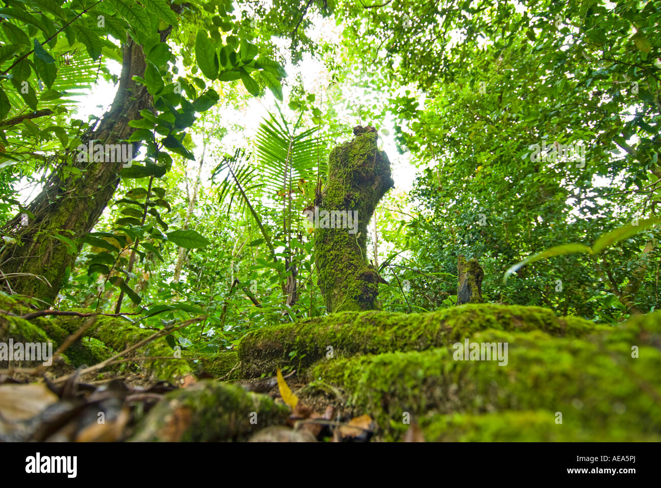 wetlands mangroves trail Samoa Upolu south coast near SAANAPU Saanapu ...