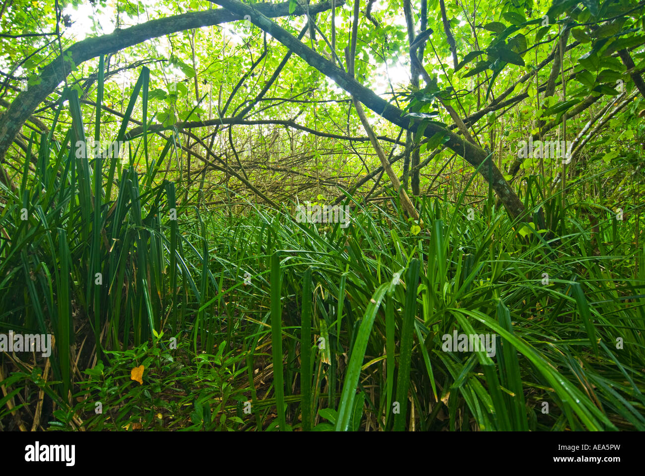 wetlands mangroves trail Samoa Upolu south coast near SAANAPU Saanapu ...