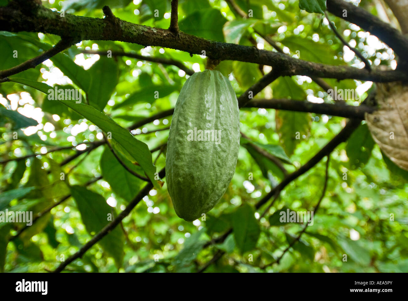 wetlands mangroves trail Samoa Upolu south coast near SAANAPU Saanapu ...