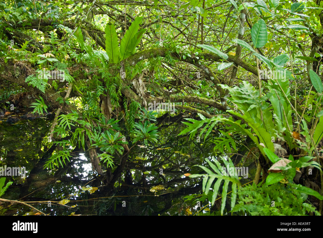wetlands mangroves trail Samoa Upolu south coast near SAANAPU Saanapu ...