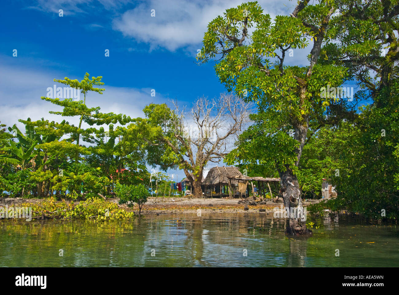 wetlands mangroves trail Samoa Upolu south coast near SAANAPU Saanapu ...