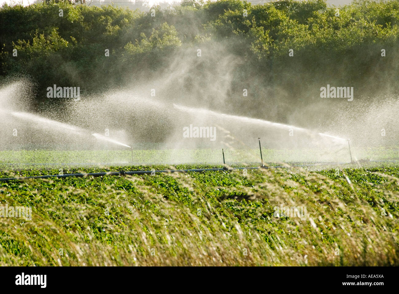 Drench irrigation hi-res stock photography and images - Alamy