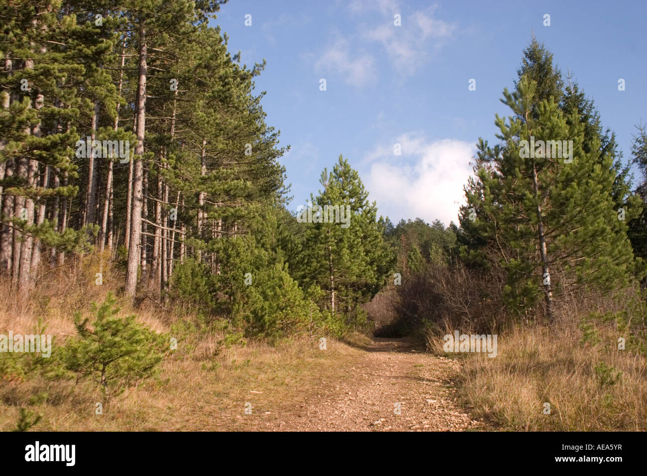 Hiking trail on Slivnica Mountain, Slovenia Stock Photo - Alamy