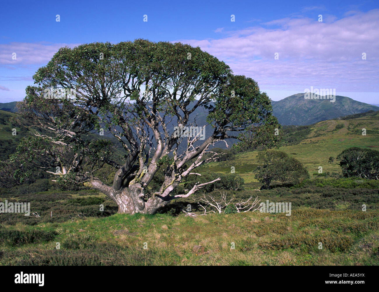 Snowgum Tree, Australia Stock Photo - Alamy