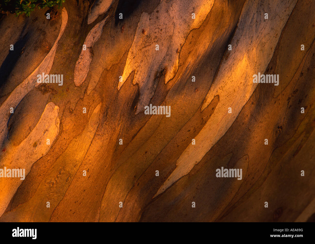 Snowgum Bark Detail, Australia III Stock Photo - Alamy