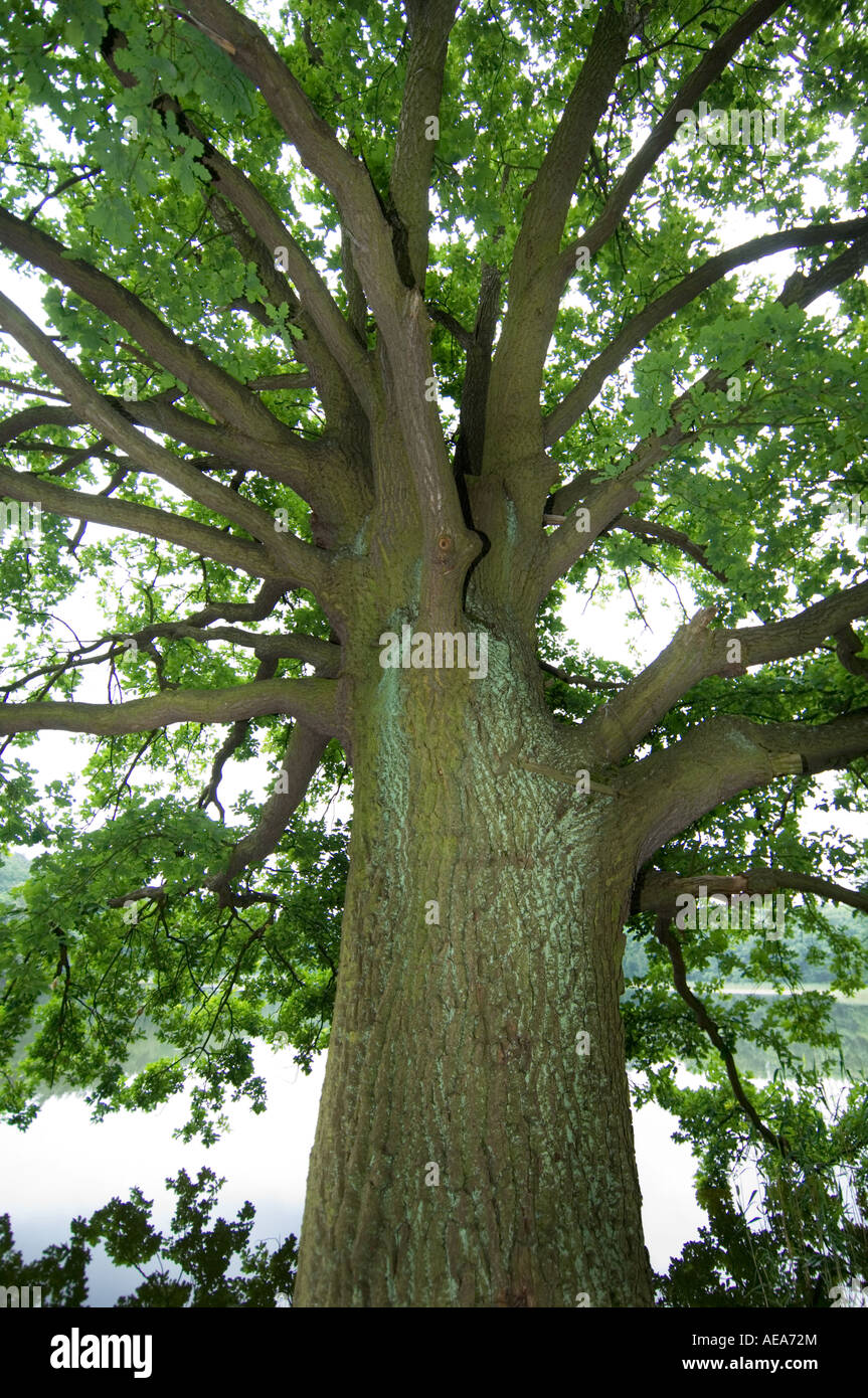 Oak tree huge old age oaktree at shore lakefront water biosphere Stock ...