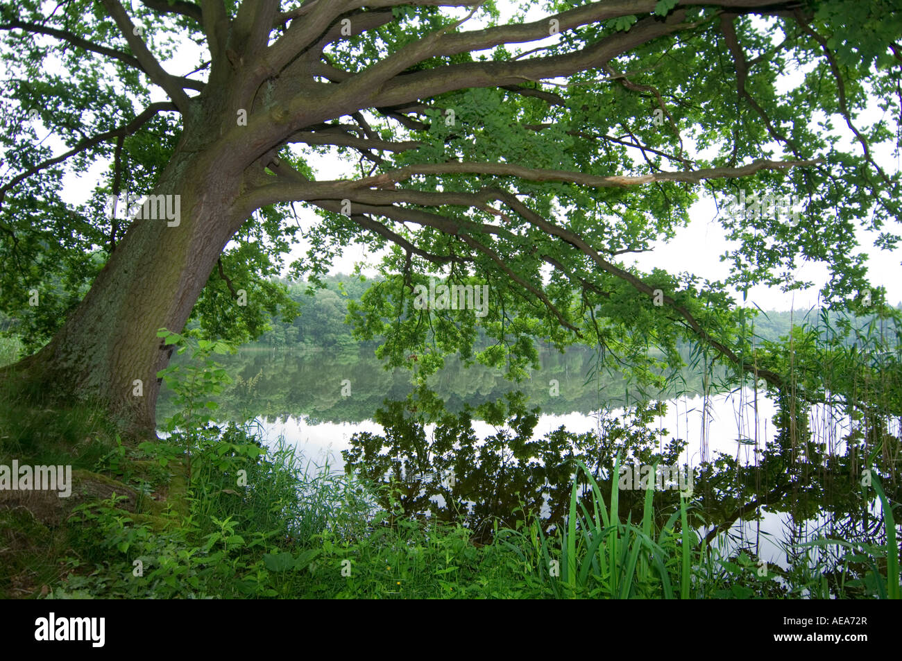 Oak tree huge old age oaktree at shore lakefront water biosphere Stock ...