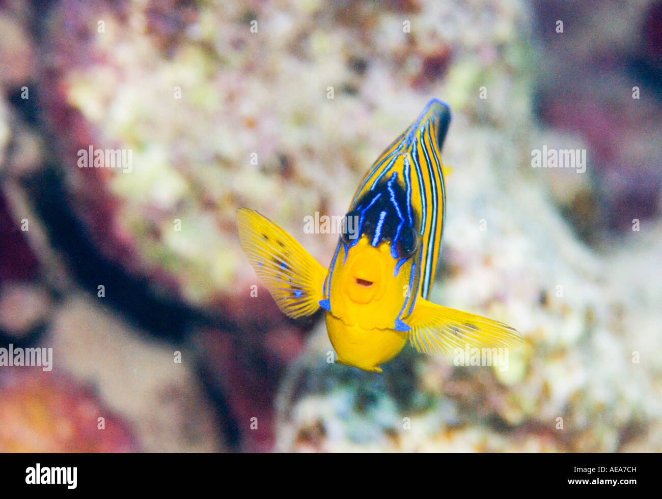 damsel damselfish fish coral coralfish blue yellow FIJI ISLANDS under ...