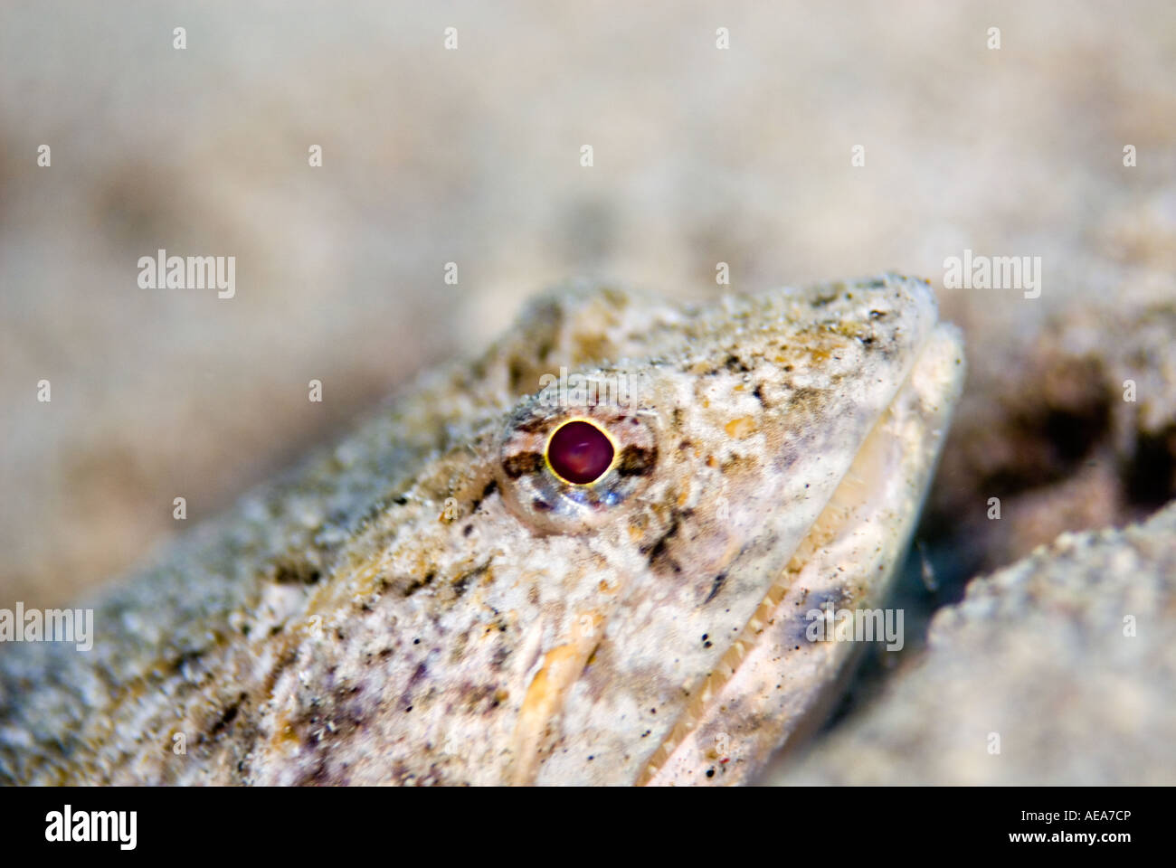 Graceful Lizardfish Saurida gracilis Blotchy Lizard fish wildlife egypt ...