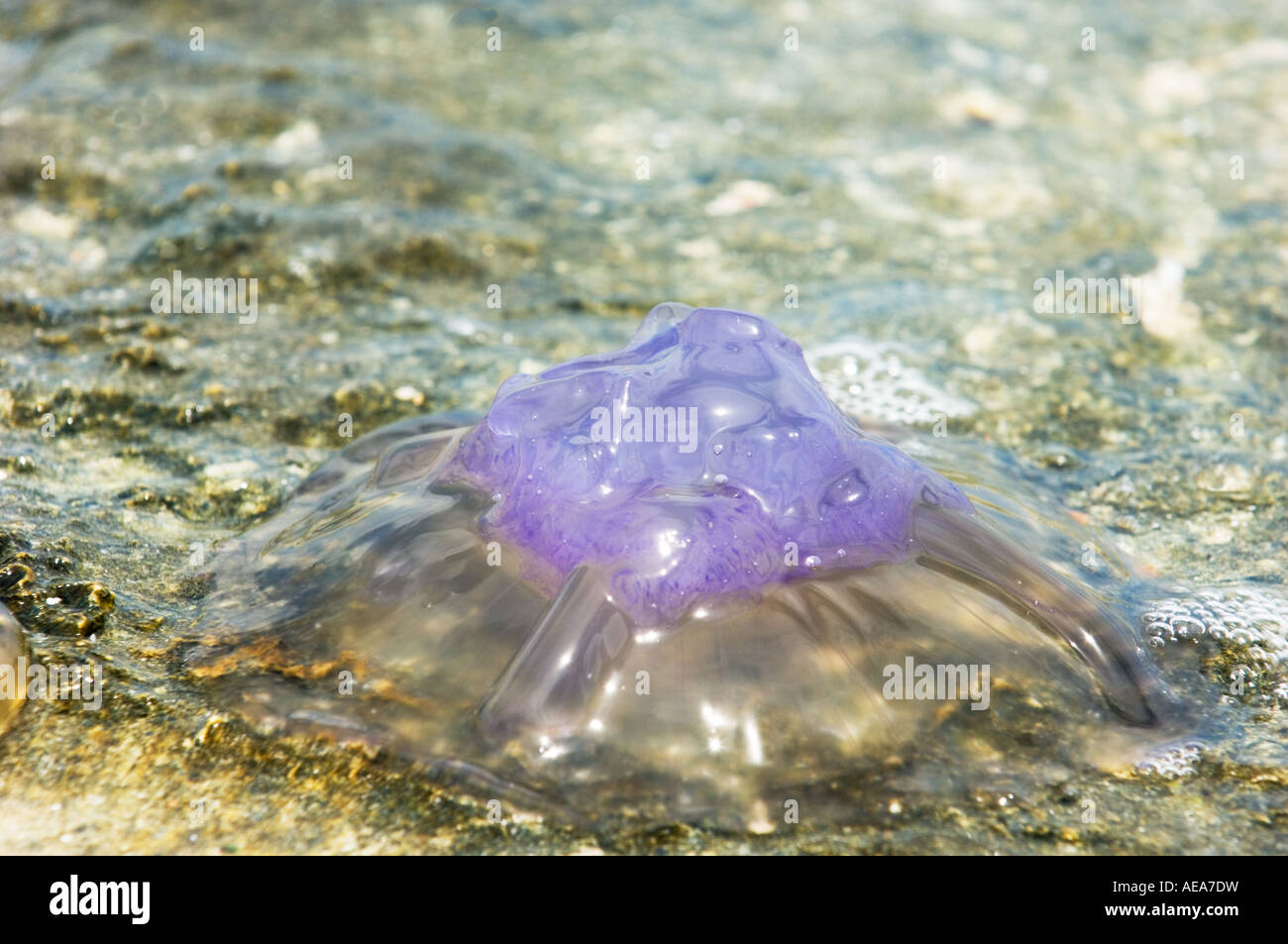 blue lilac jellyfish gliding crystal jellyfish red sea nettle ...