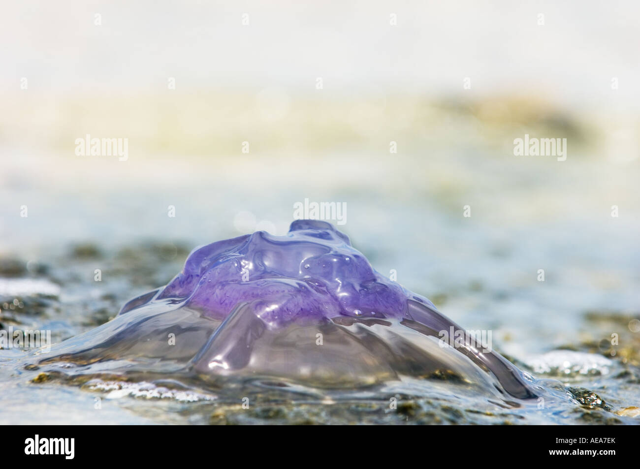 blue lilac jellyfish gliding crystal jellyfish red sea nettle ...