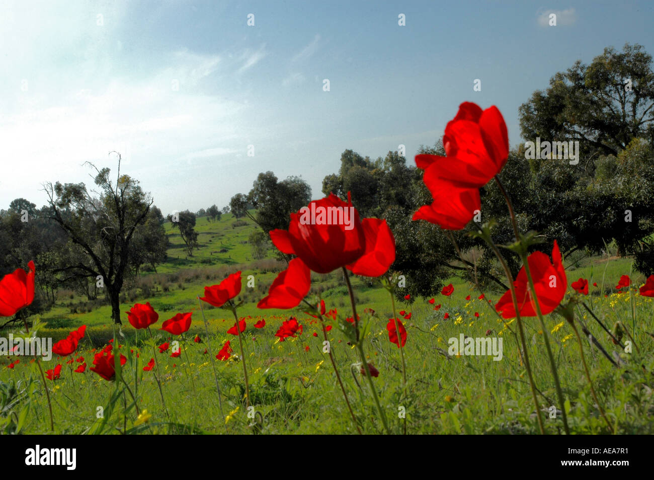 A field of Red Anemone coronaria with olive trees in the background ...