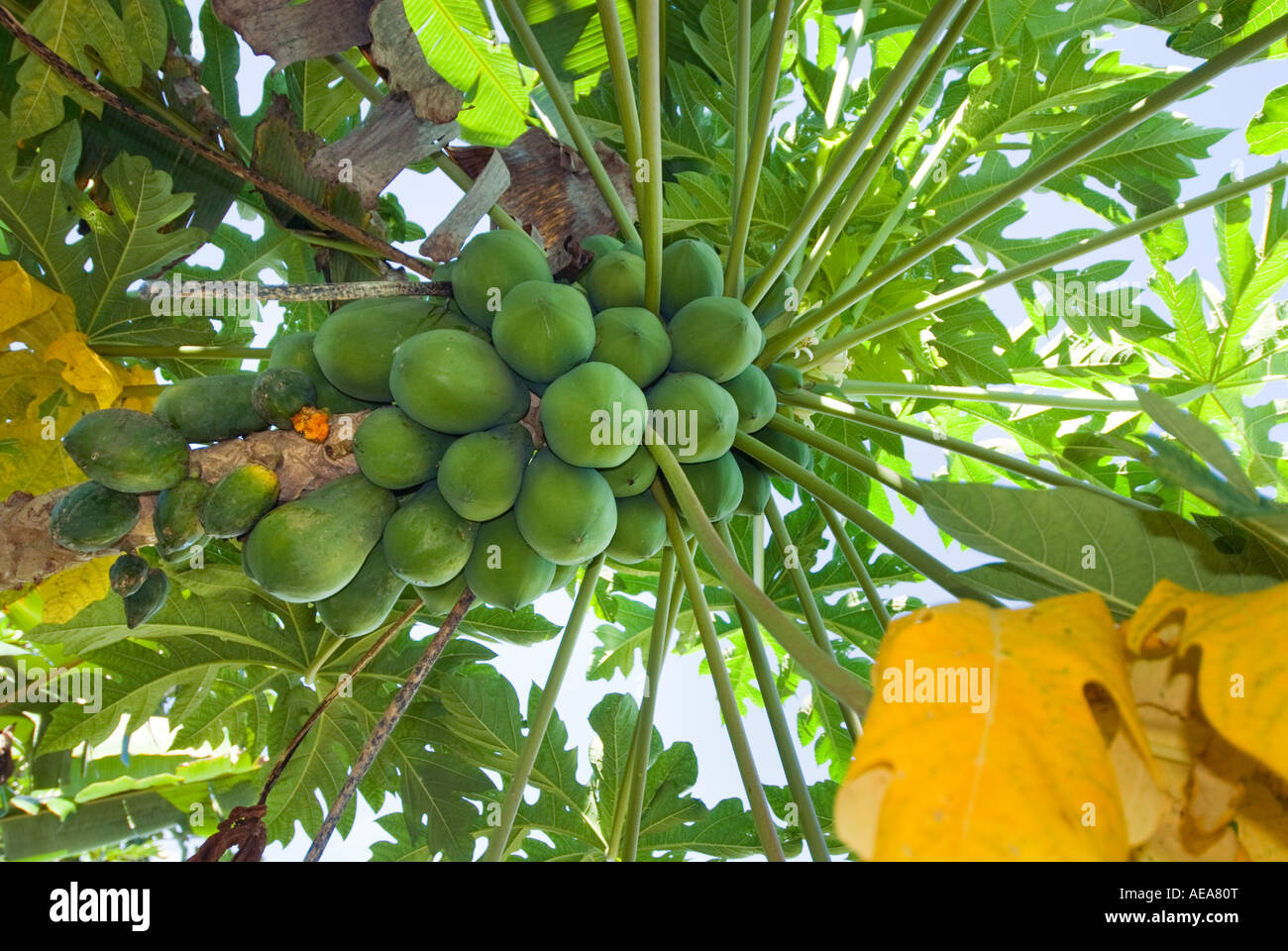 Hanging under a leaf hi-res stock photography and images - Alamy