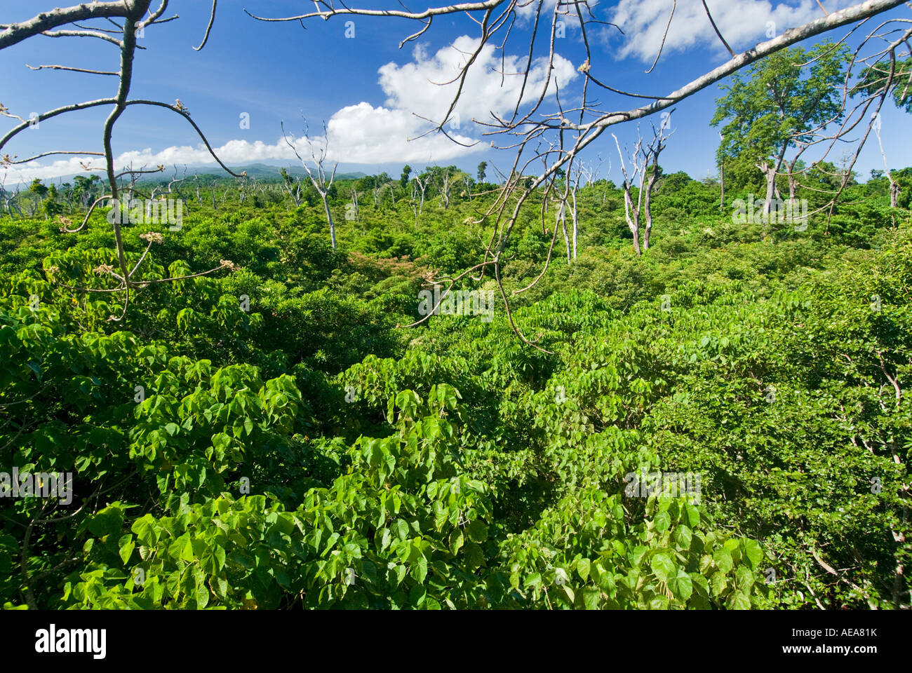 Falealupo Rainforest Preserve SAMOA Savaii forest canopy walkway over ...