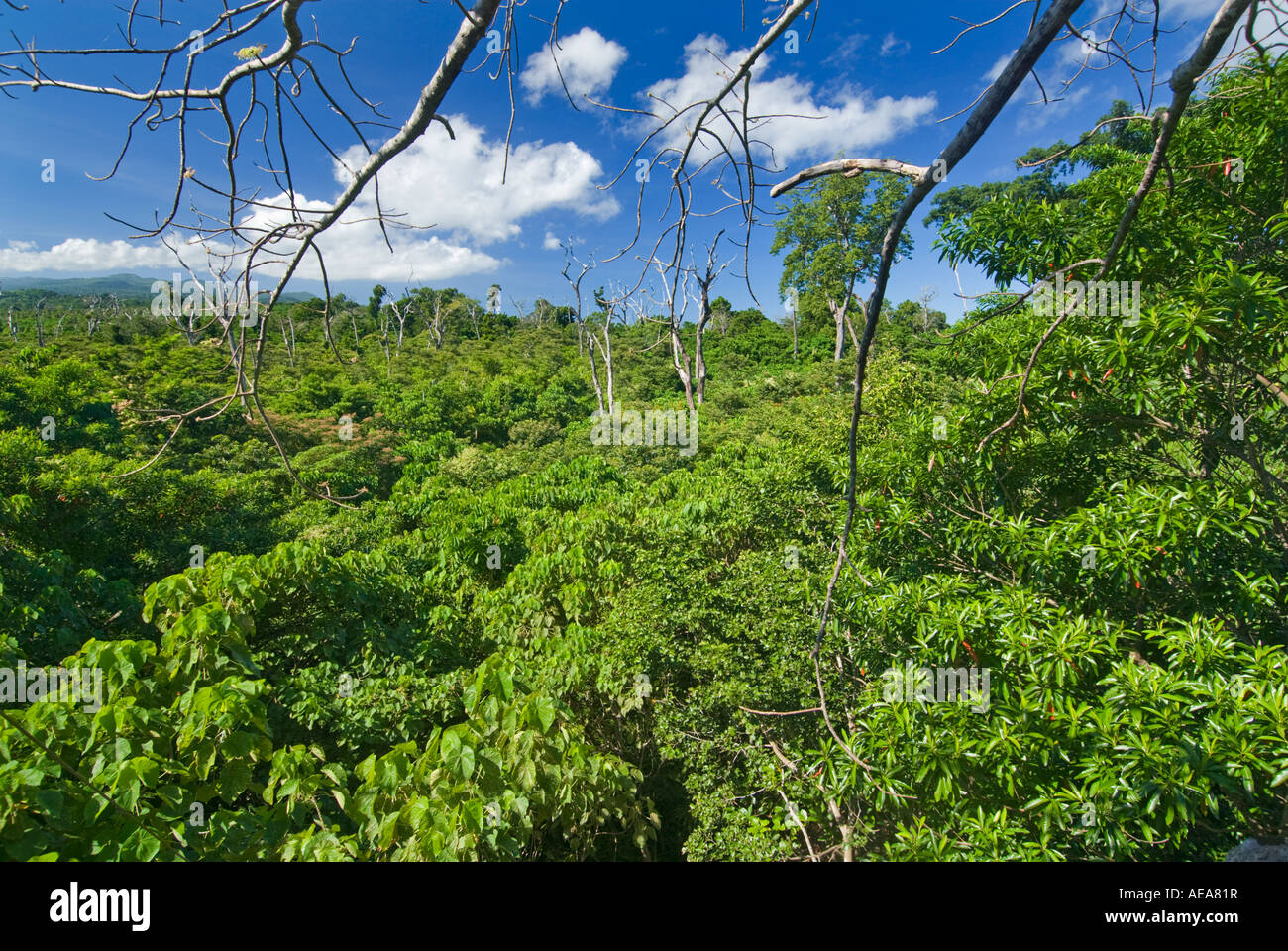 Falealupo Rainforest Preserve SAMOA Savaii forest canopy walkway over ...