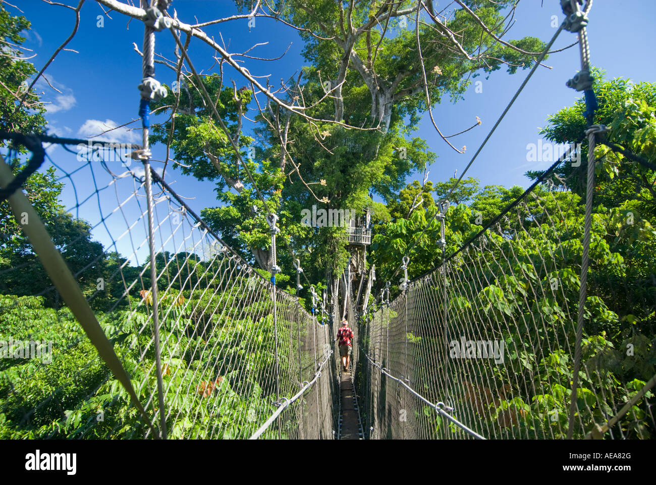 Falealupo Rainforest Preserve SAMOA Savaii forest canopy walkway over ...