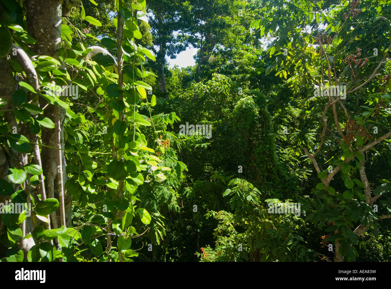 Falealupo Rainforest Preserve SAMOA Savaii forest canopy walkway over ...