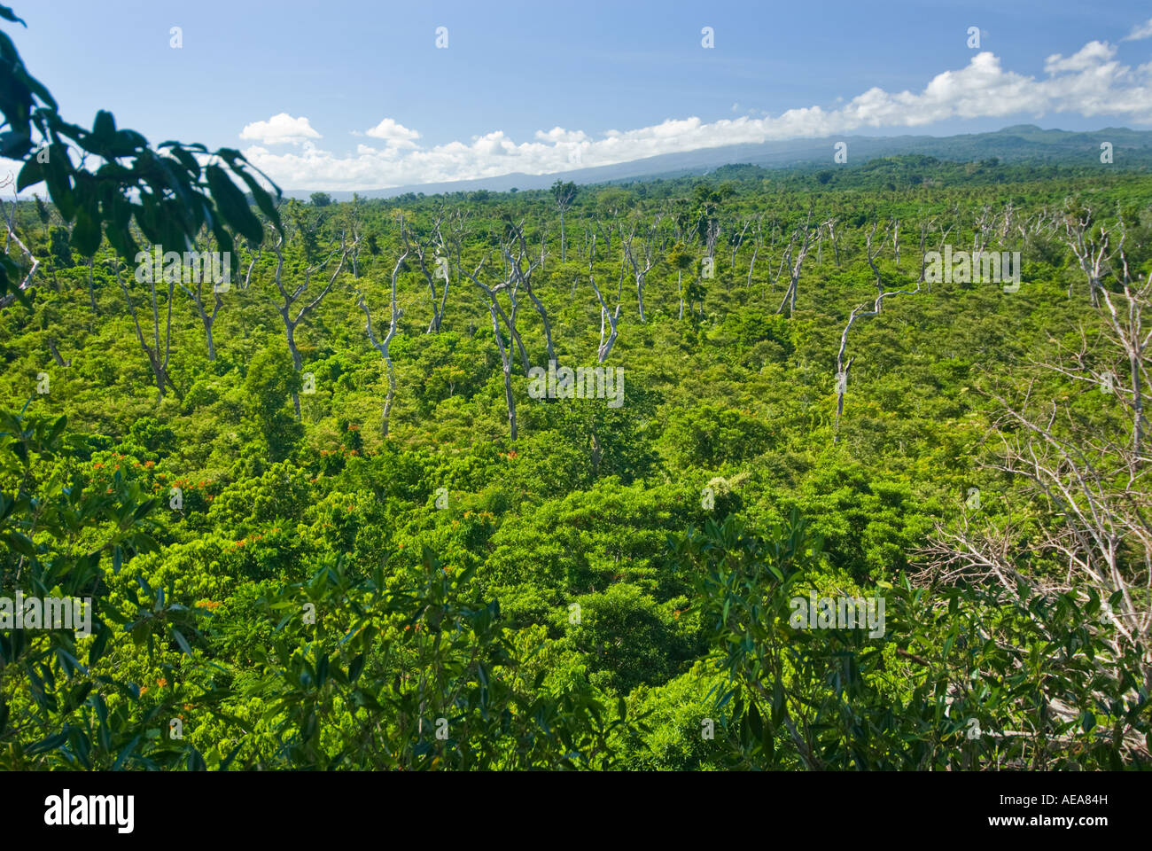 Falealupo Rainforest Preserve SAMOA Savaii forest canopy walkway over ...