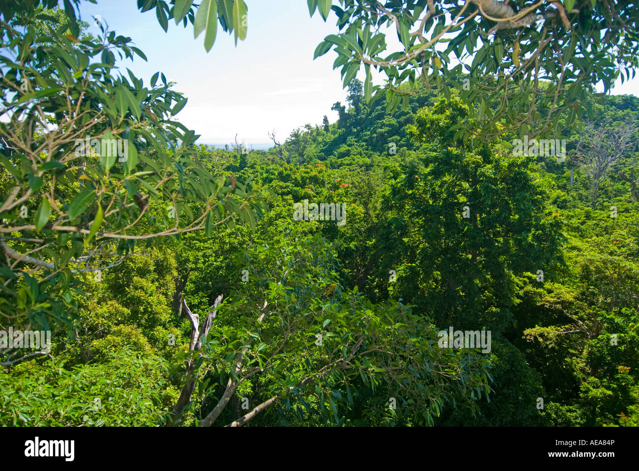 Falealupo Rainforest Preserve SAMOA Savaii forest canopy walkway over ...