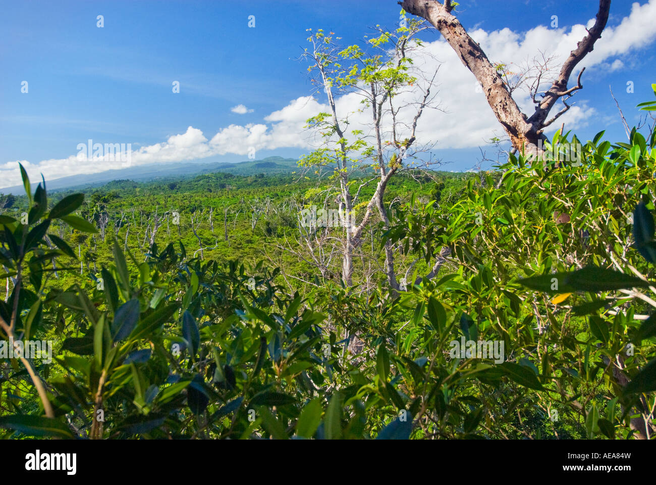 Falealupo Rainforest Preserve SAMOA Savaii forest canopy walkway over ...