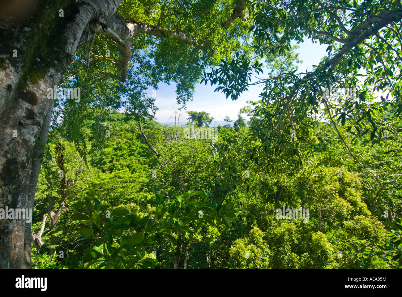 Falealupo Rainforest Preserve SAMOA Savaii forest canopy walkway over ...