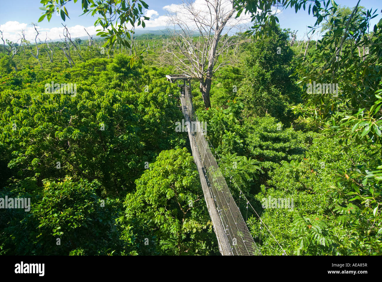 Falealupo Rainforest Preserve SAMOA Savaii forest canopy walkway over ...