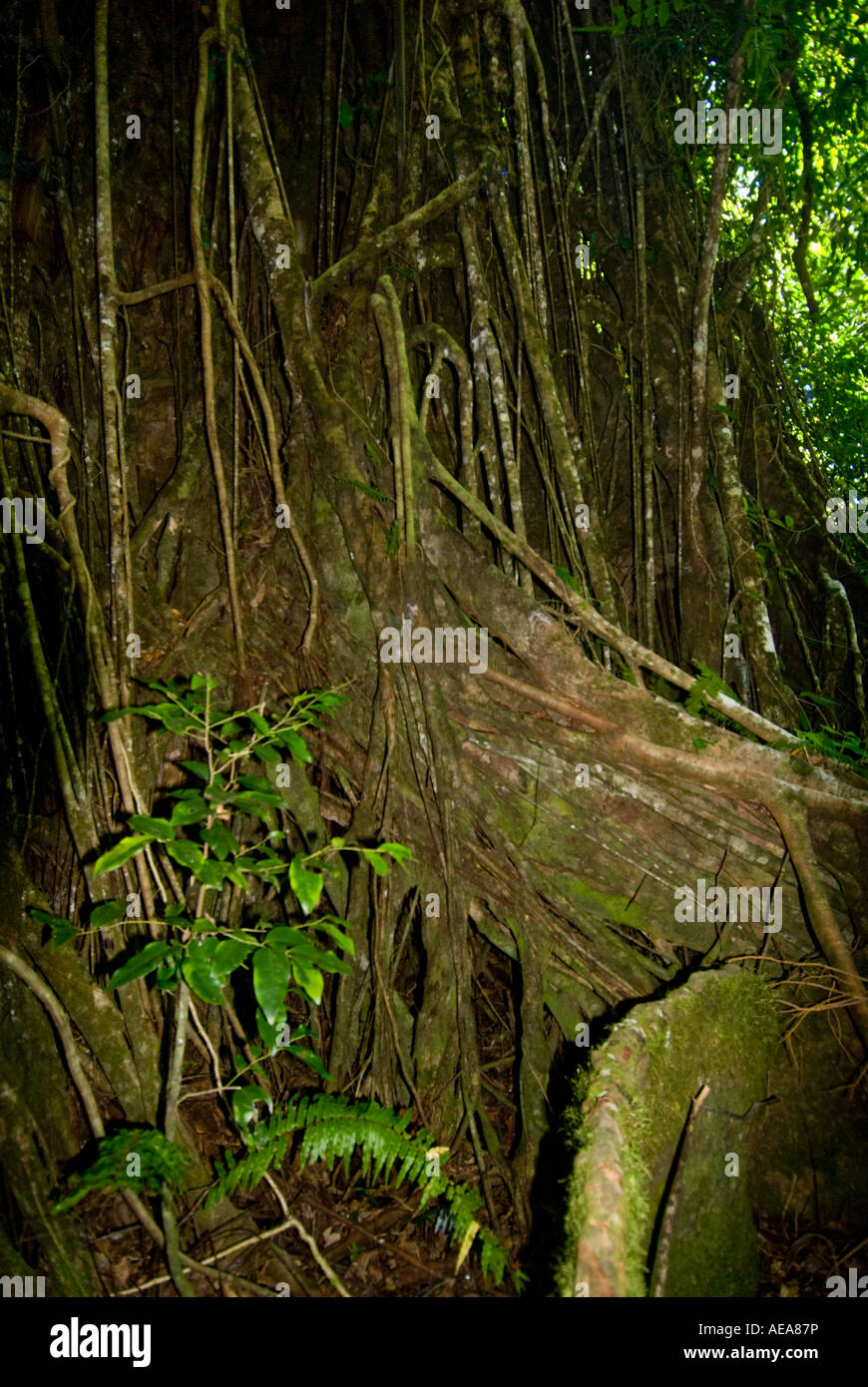 Falealupo Rainforest Preserve SAMOA Savaii forest canopy walkway over ...