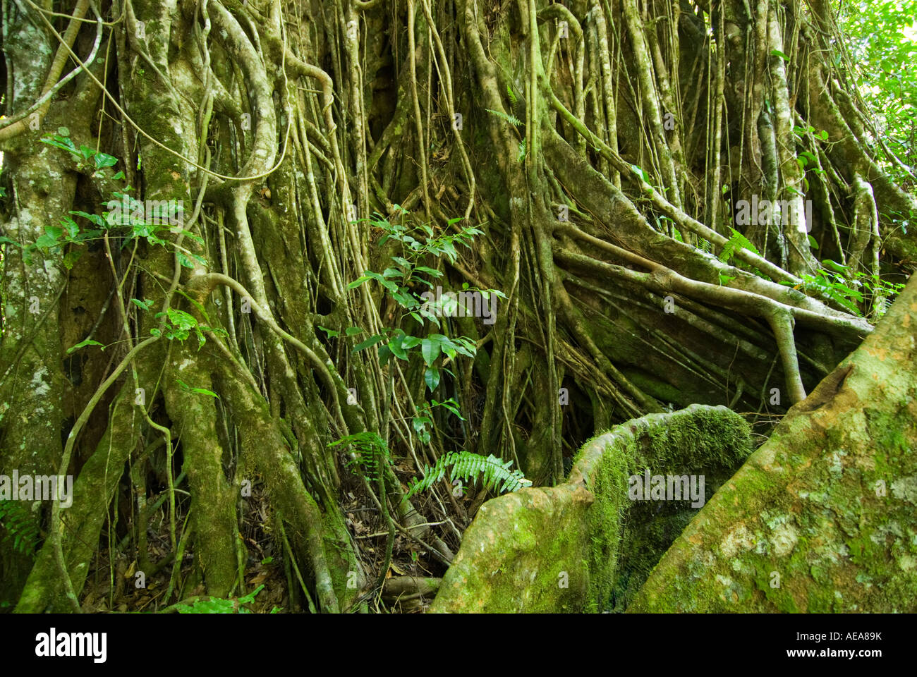 Falealupo Rainforest Preserve SAMOA Savaii forest canopy walkway over ...