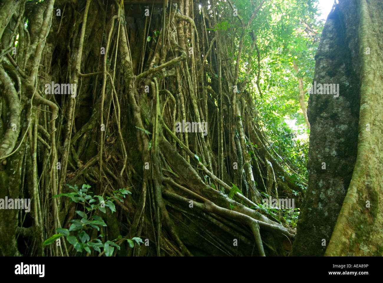 Falealupo Rainforest Preserve SAMOA Savaii forest canopy walkway over ...