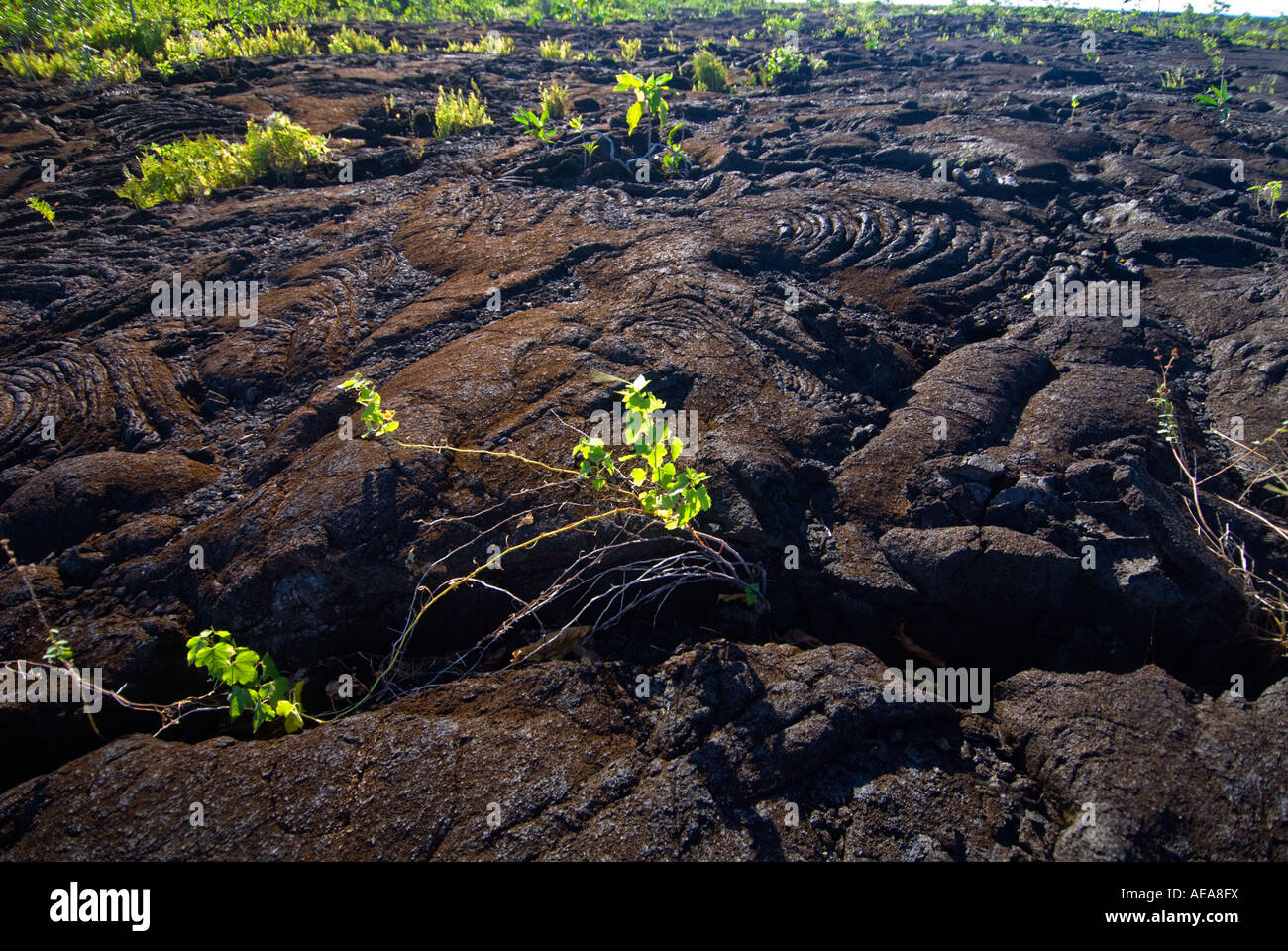 Lavafield of Saleaula MAUGA SAMOA Lava Field Savaii Western Samoa ...