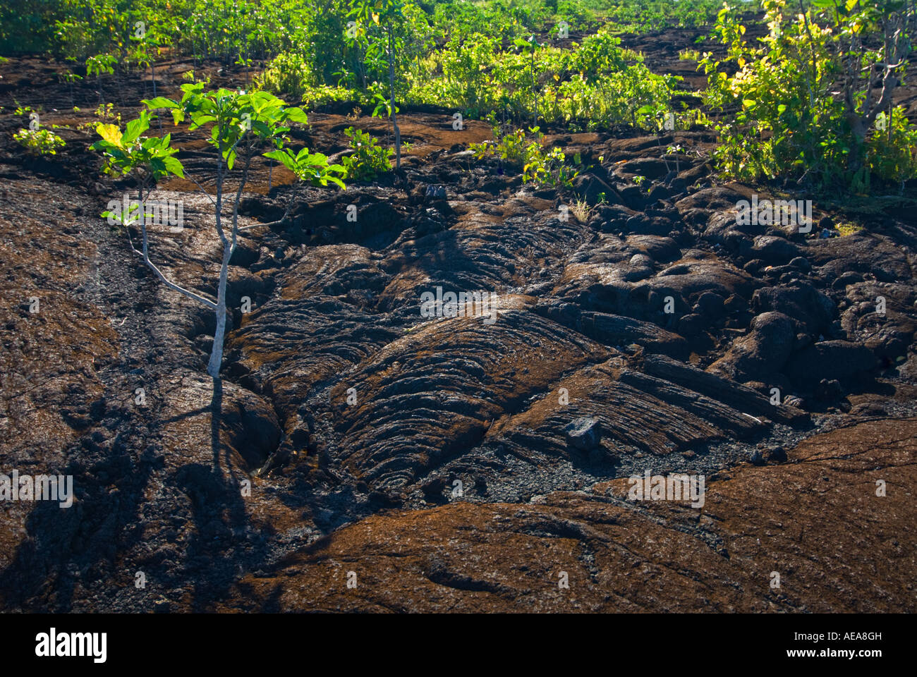 Lavafield of Saleaula MAUGA SAMOA Lava Field Savaii Western Samoa ...