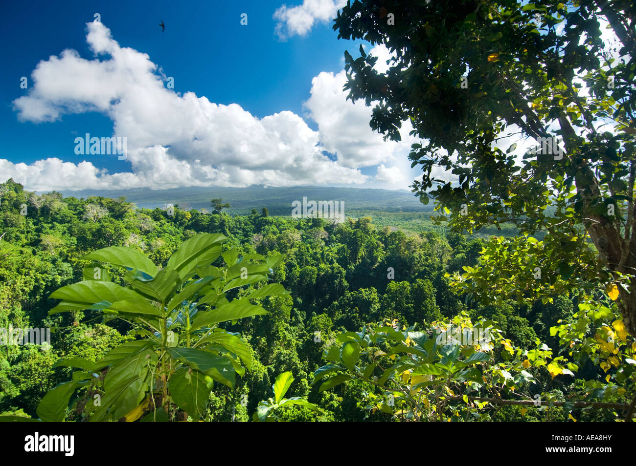 MOUNT TAFUA rainforesst preserve SAMOA SAVAII volcano volcanic jungle ...
